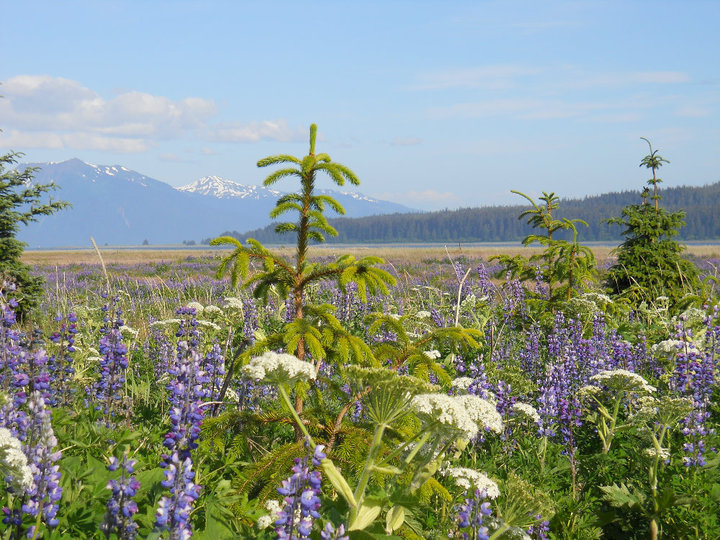 Tenakee Springs - Alaska Seaplanes